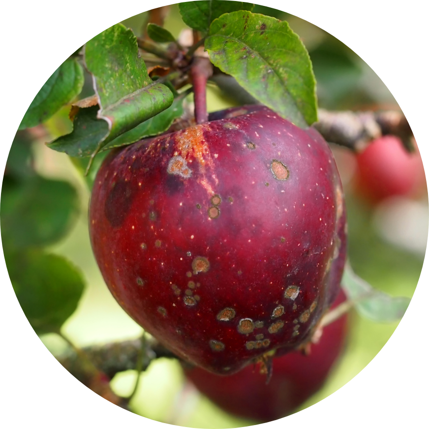 Apple Scab CHOP Apple Scab CHOP